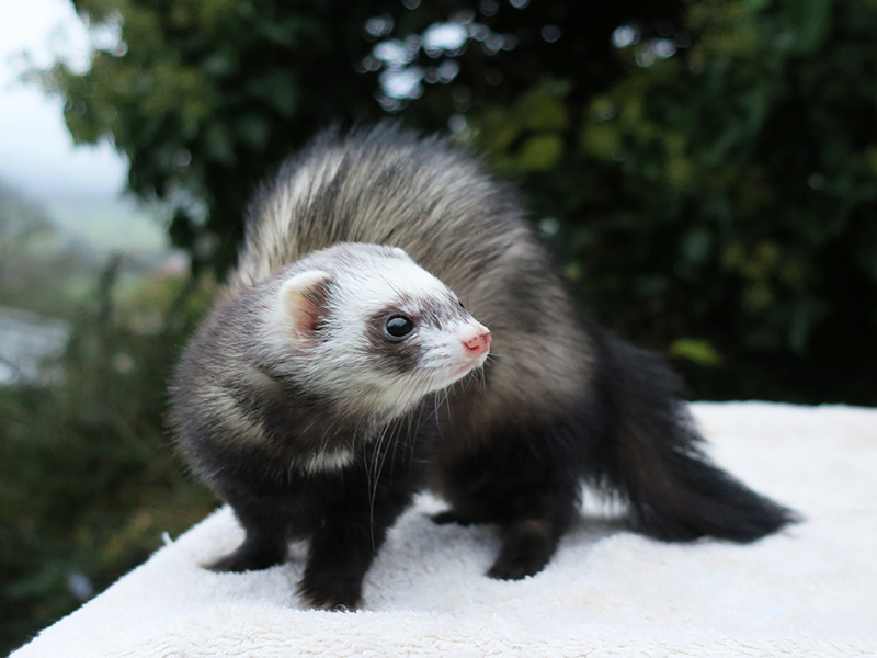 Ferret Friendly – Trefaldwyn Veterinary Clinic
